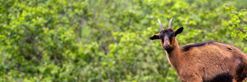 Goat & Sheep Veterinarian | Cave Spring Animal Hospital, Cedartown, Centre